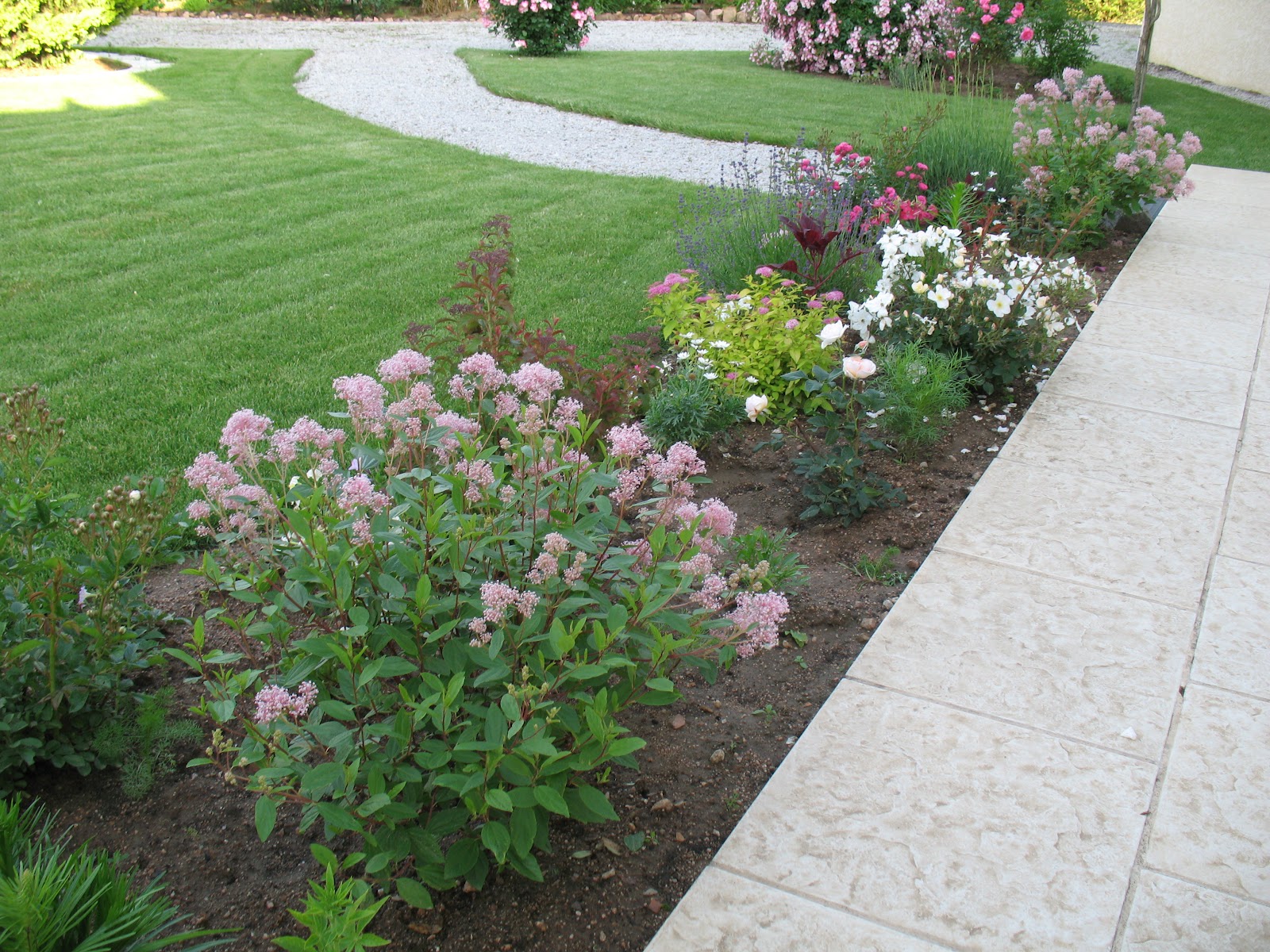 Roses du jardin Chêneland: Création d'une plate bande