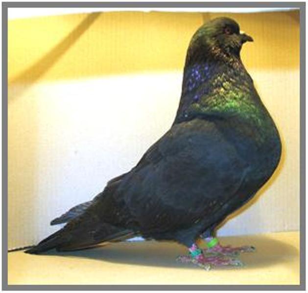 Mallorca Giant Pigeon | BD PIGEONS