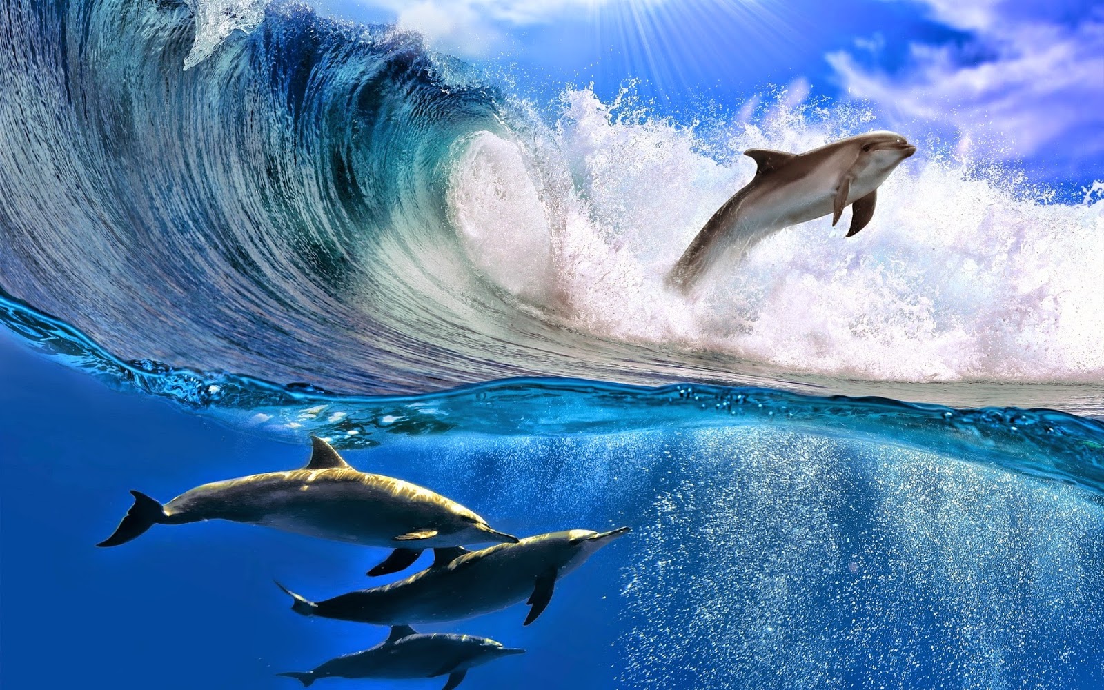 Dolphin - HD Wallpapers | Earth Blog