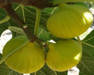 Manfaat Daun Pohon Tin ternyata bisa menyembuhkan berbagai penyakit ...