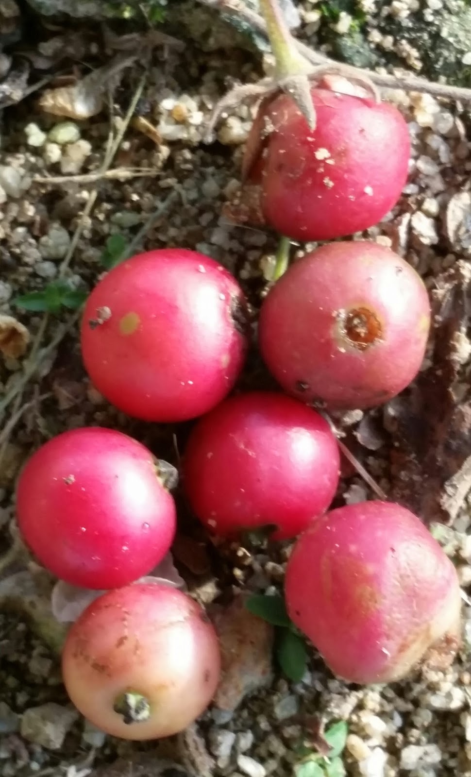 Warisan Petani: Pokok Ceri Kampung