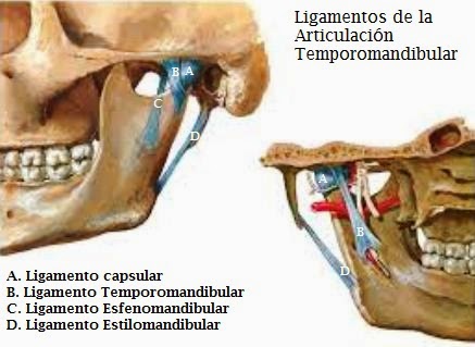 Oclusión en Odontología: 03/10/15