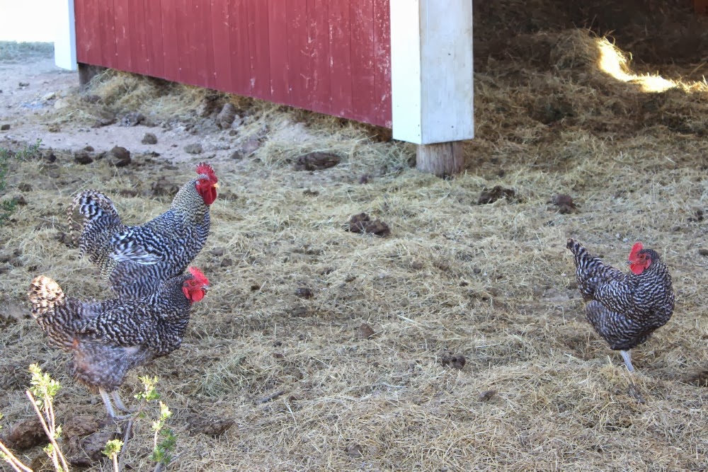 The Field Lab: barn chickens