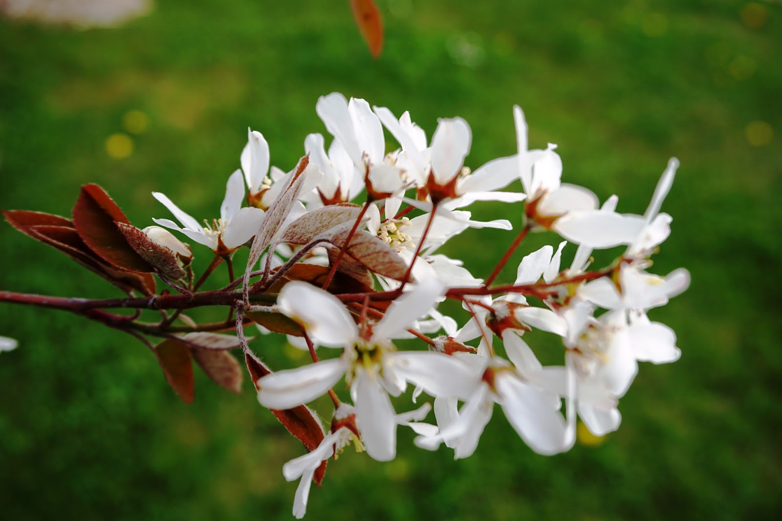 Plantas de Huerta Otea, Salamanca: Bonetero, bonete de cura (Euonymus ...