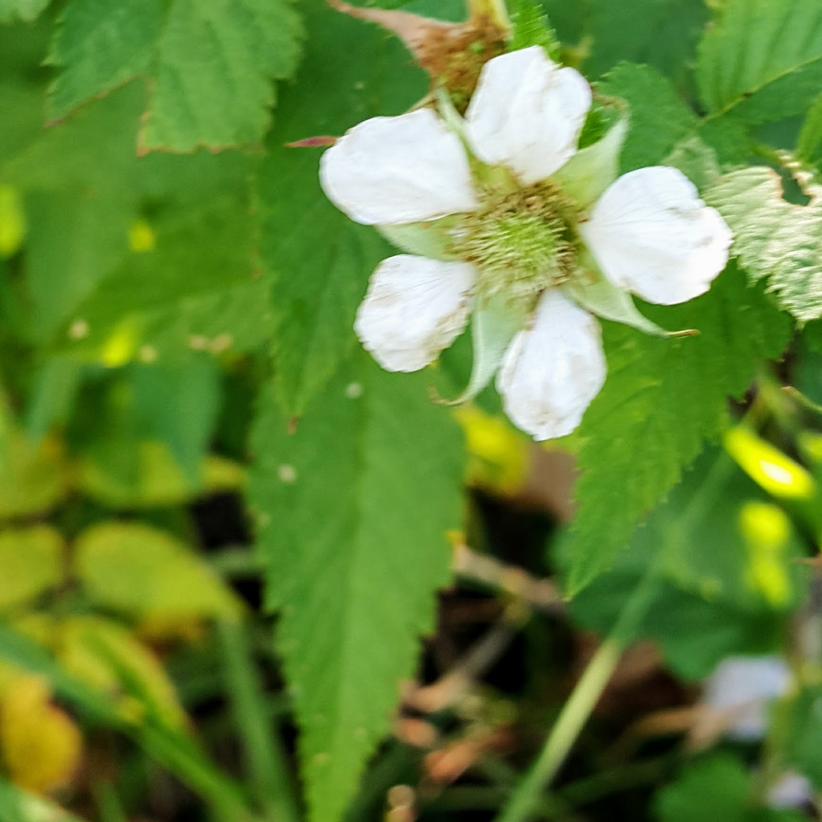 "Verdade//aspas" : 👪 Rosaceae (Rubus rosifolius 'rosifolius')