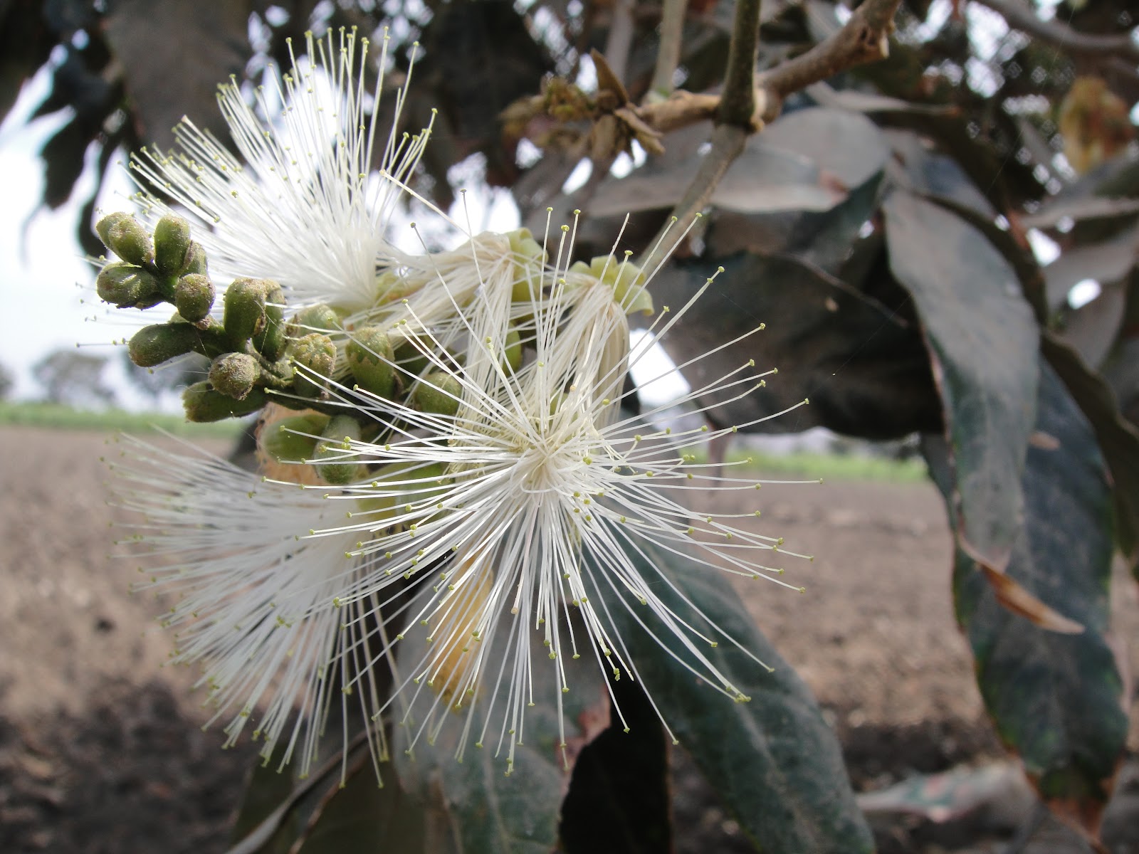 Trabajos de investigacion: Flores de Inga feuillei DC "huaba", "pacae ...