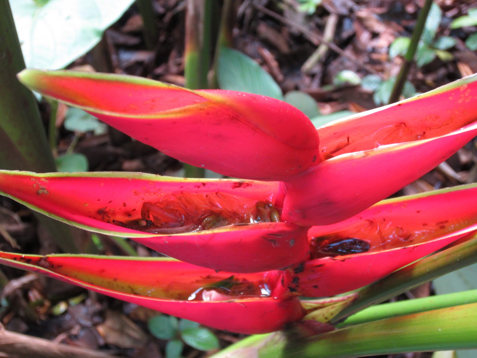Exploring ESD in Costa Rica: Biodiversity-Preserving Native Species