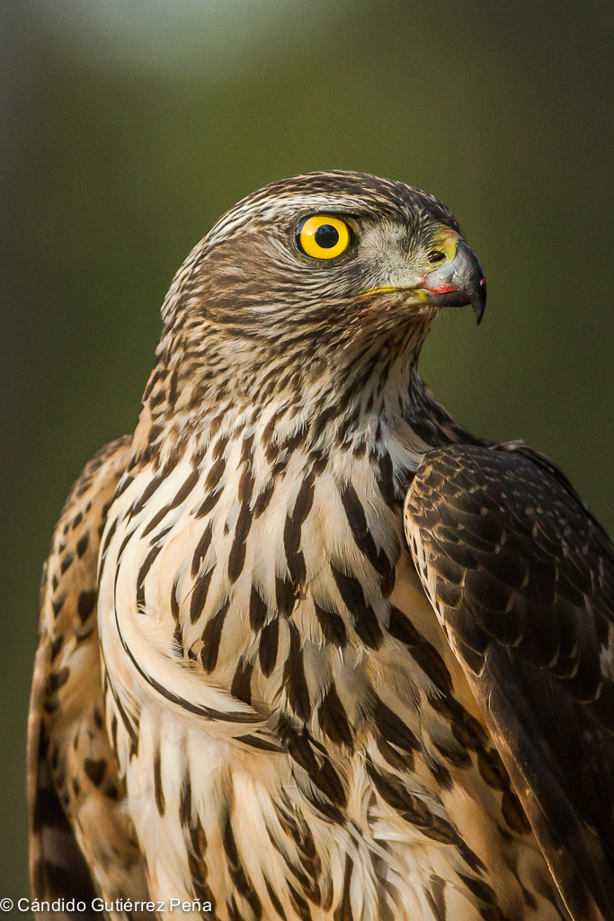 AZOR COMUN - Accipiter Gentilis | Observatorio de la Naturaleza