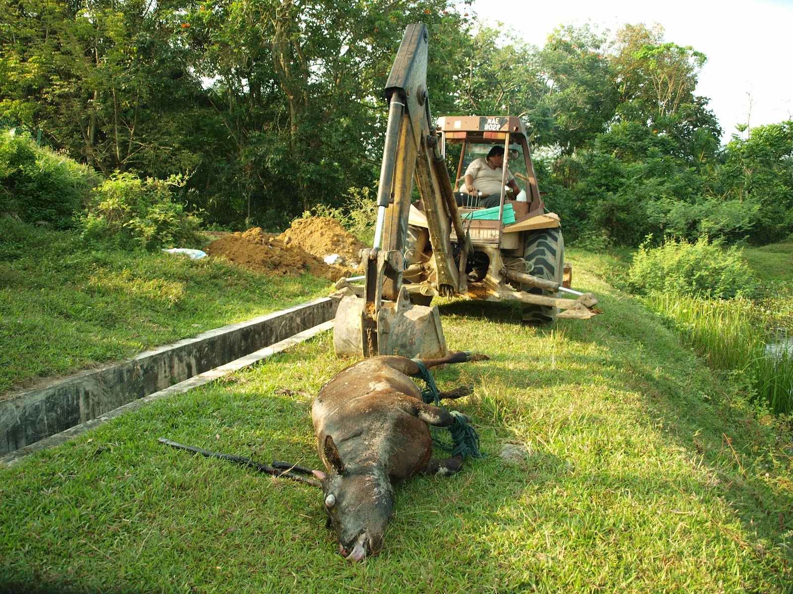 Agroindustri Ruminan: Perlupusan Bangkai Ternakan