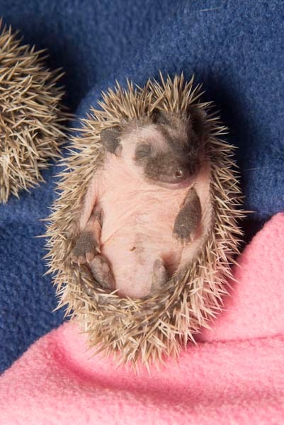 White Wolf : Hedgehog Gives Birth to 5 Little Hoglets with a Lot of ...