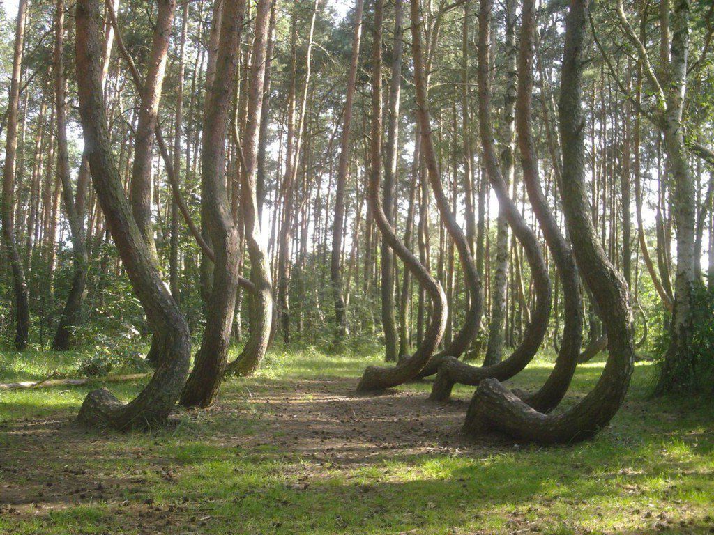 9 Gambar Pemandangan Hutan yang Indah | Gambar Pemandangan