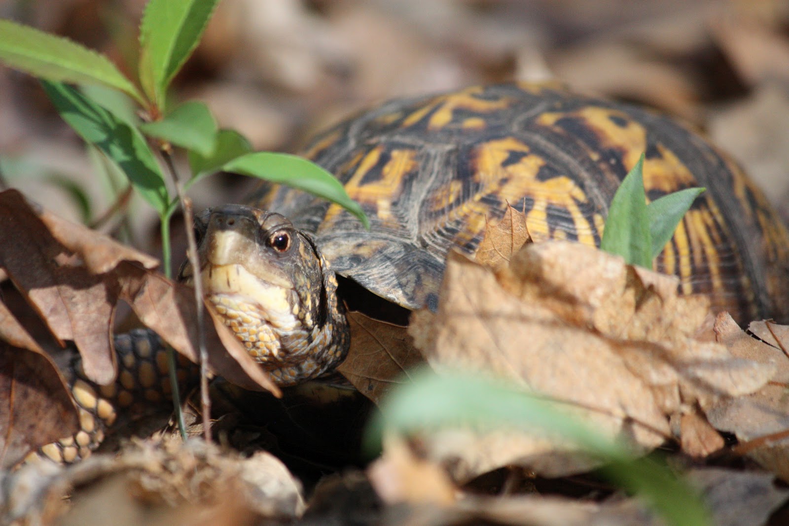 hootie...gives a hoot?: EBT: Eastern Box Turtle...Boy or Girl?