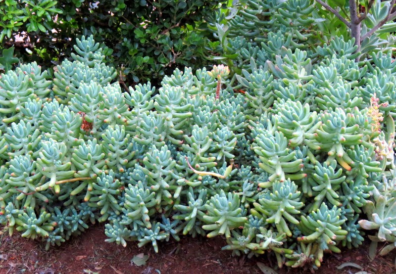 Kreatiewe Joernaal: vetplante