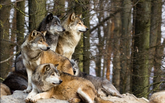 White Wolf : Wolf packs are returning to the Czech Republic