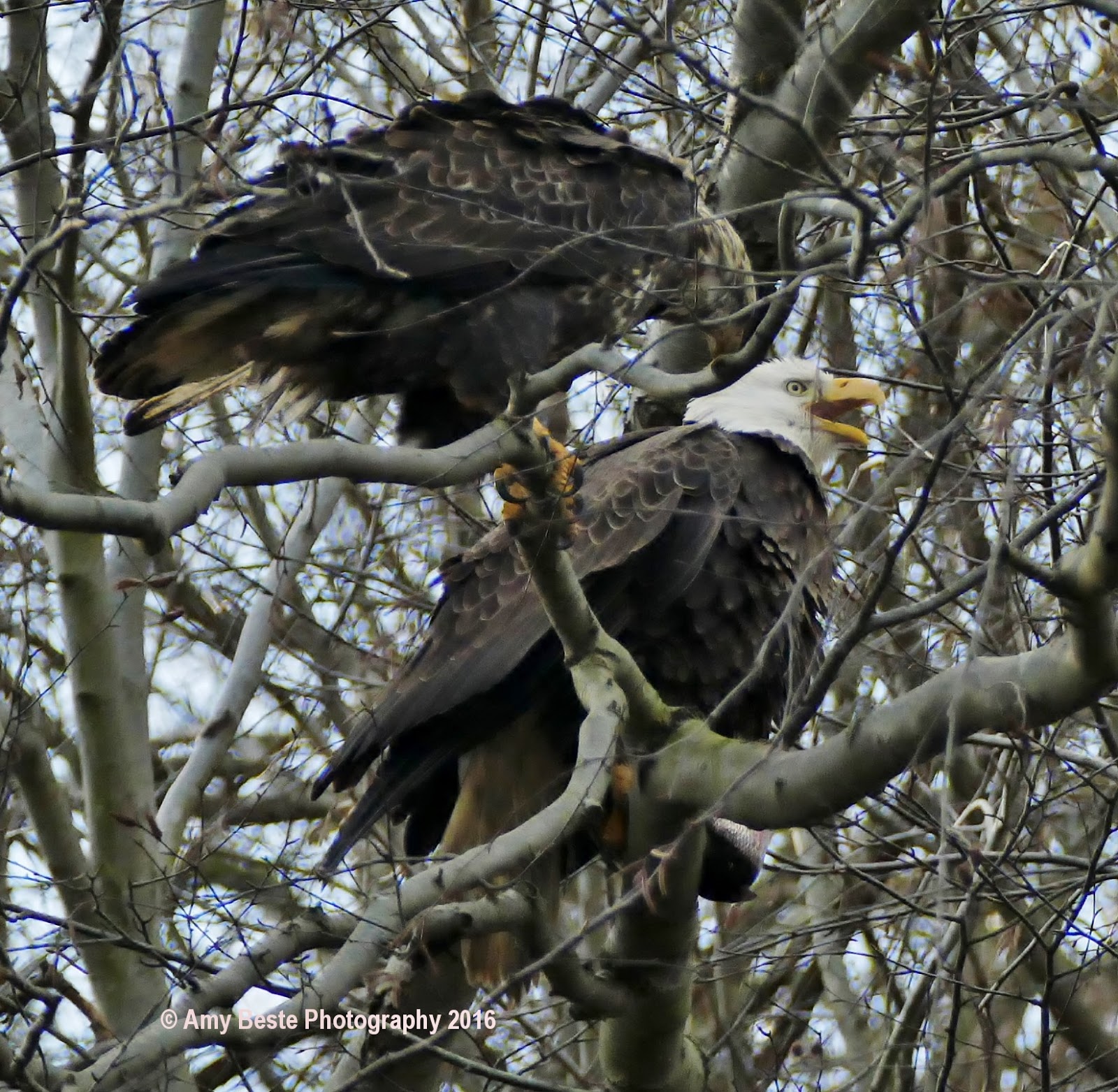 Through Amy's Eyes - Photography by Amy Beste: Screaming Eagles