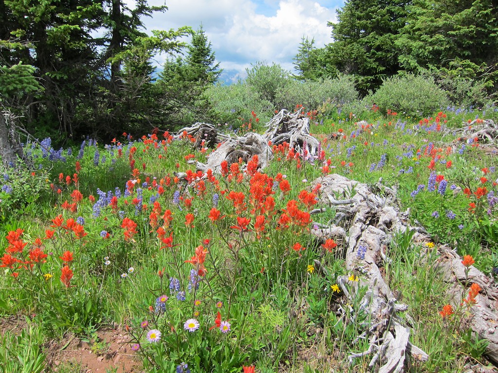 Beth Groundwater: Wildflower Hike on Shrine Mountain Trail