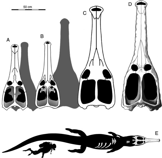 Species New to Science: [Paleontology • 2016] Machimosaurus rex • The ...