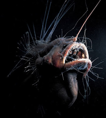 all about unique facts: Amazing Anglerfish - Anglerfish Facts, Photos ...