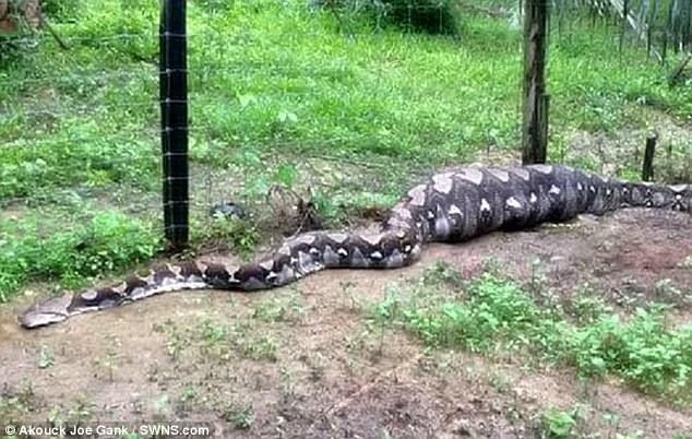 LexTORCH Blog: 😱Villagers capture massive python that swallowed two ...