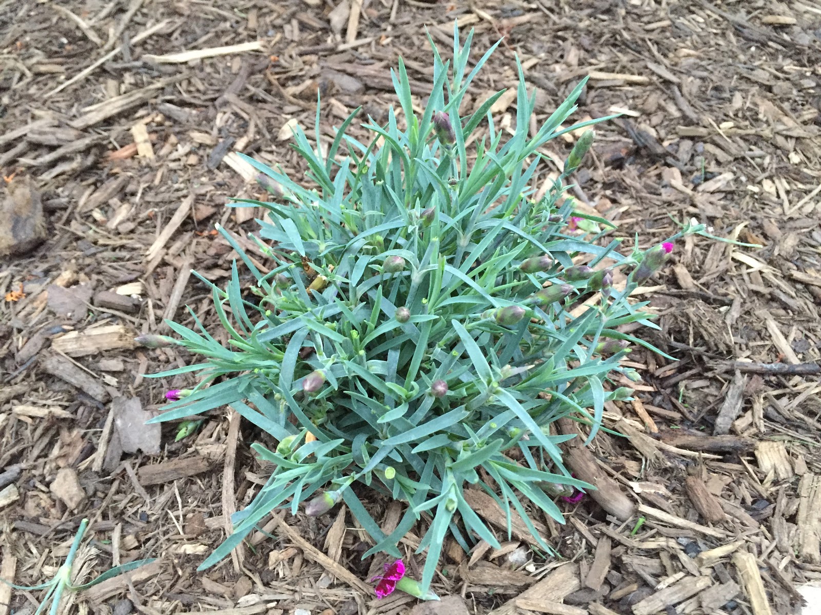 Those Effing Rabbits!! Decapitated Dusseldorf Pride [Backyard Neophyte ...