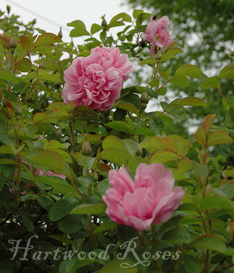 Hartwood Roses: The First Roses of the Year!