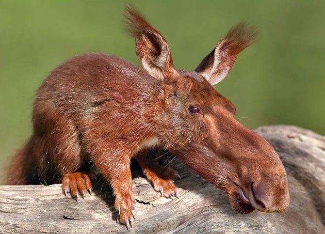 Animals You've Never Seen - Omygad!