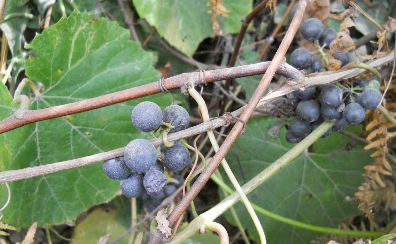 Trees Planet: Vitis berlandieri - Fall Grape