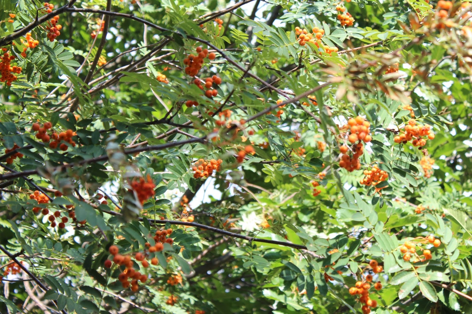 Perfumes y luces de Extremadura: Serbal común, Sorbus domestico.