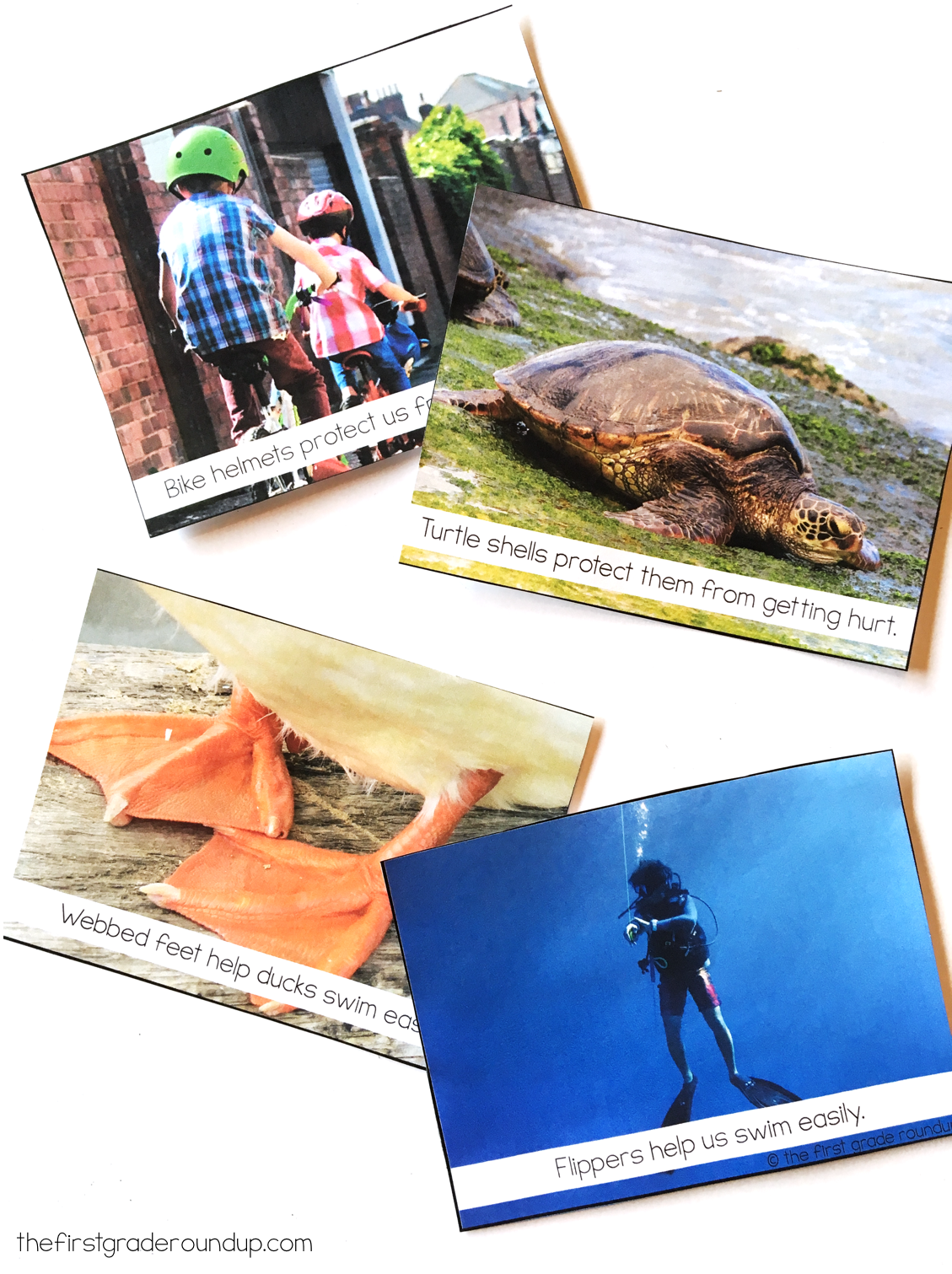 Organisms 1st grade science activities with plants and animals - The ...