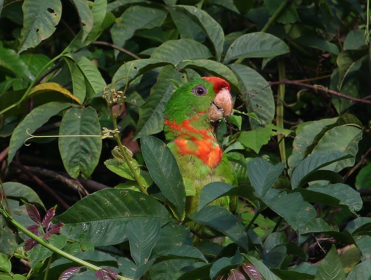 Nuestro bello mundo...: Pajareo en el Monteclaro Country Club, Edo ...