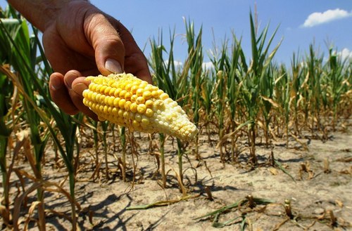 Corn Crop May Plunge to 9.86 Billion Bushels : r/farming