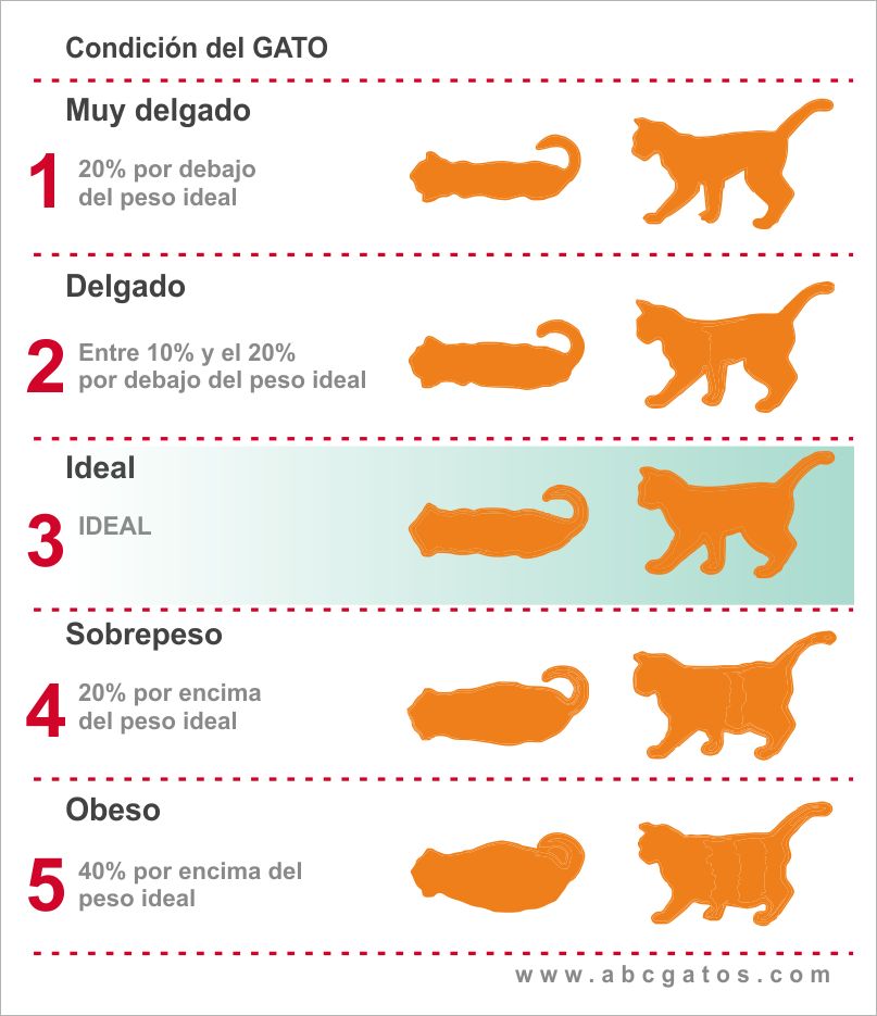 ¿Sabías qué..., Clínica Veterinaria del Bosque