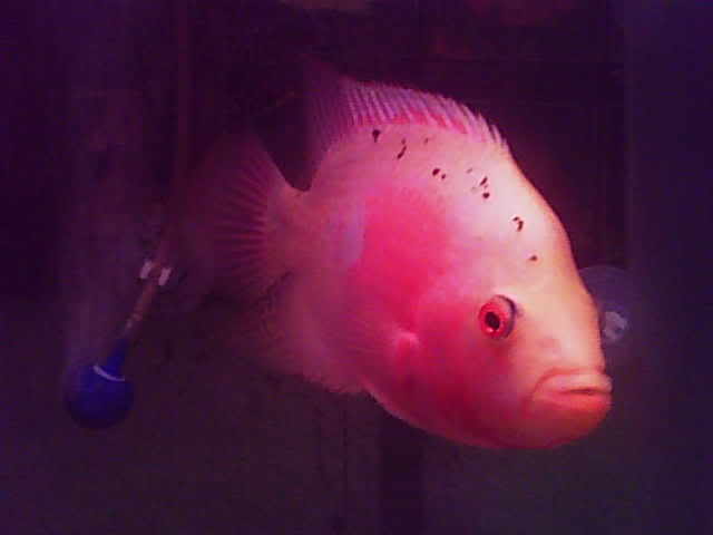 Flowerhorn The Hybrid Cichlids: Louhan Red Monkey
