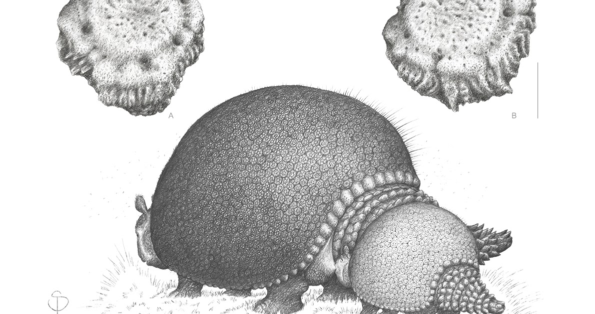 H. Santiago Druetta - Osteodermos de la coraza de un Glyptodon juvenil