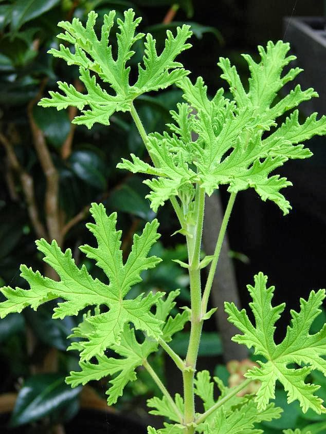 Kobiece varia...: Geranium, czyli anginka.