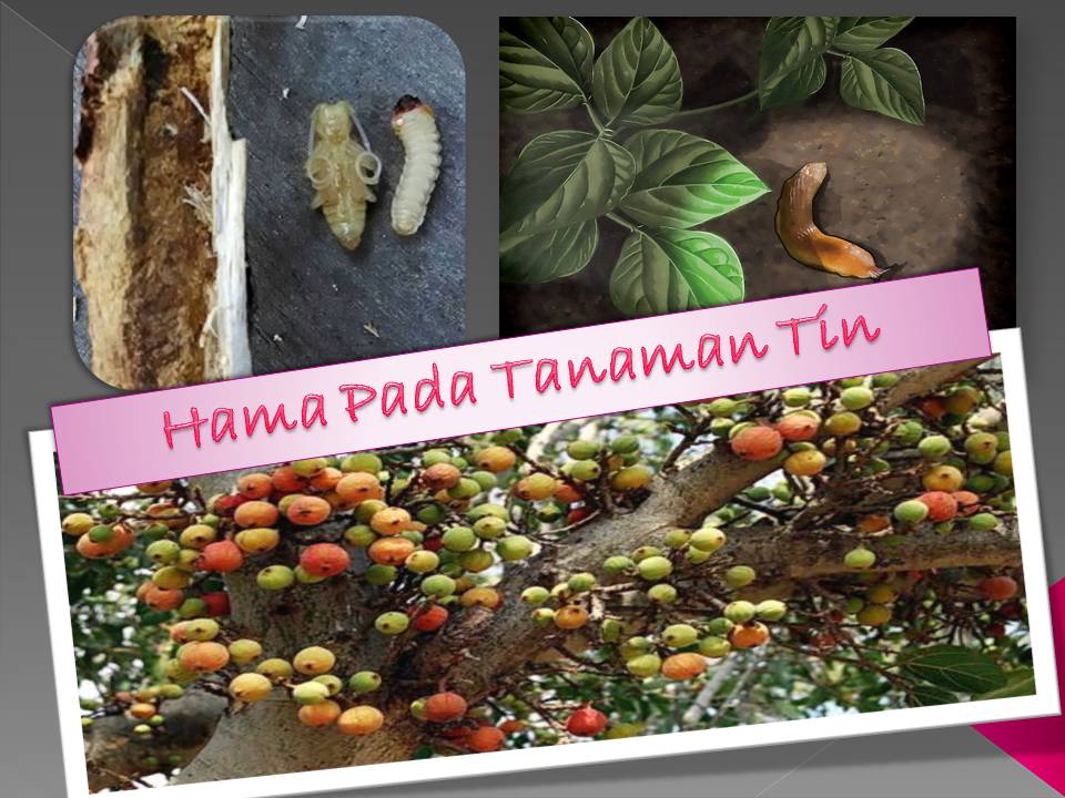 Jangan Biarkan Hama Ini Menyerang Buah Tin Anda!! - Jual Polybag Murah