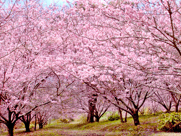 Japão Na Área: As Sakuras