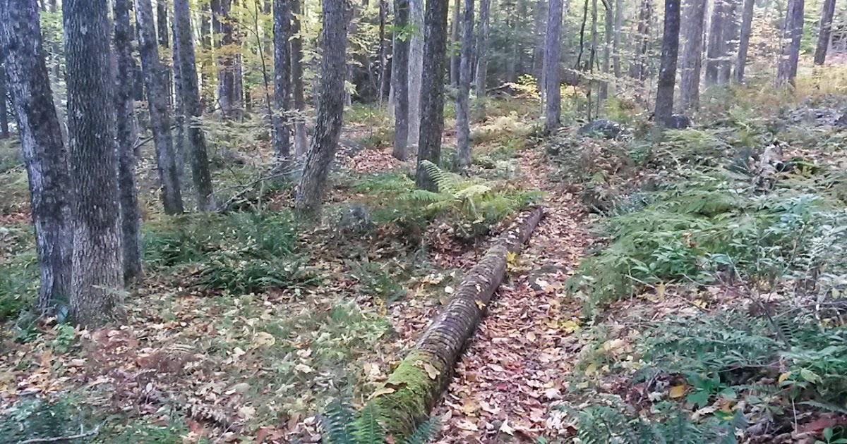 Northeast Adventures: Bonus Site: Catamount State Forest