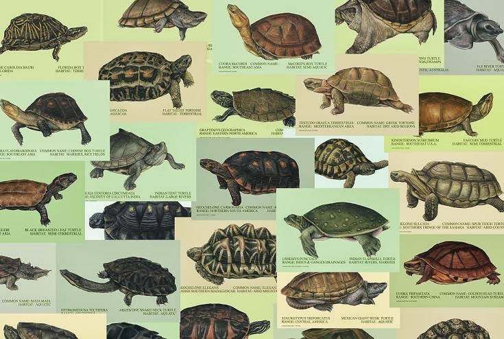 Reptiles - Lizards and snakes, crocodiles and alligators, turtles and ...