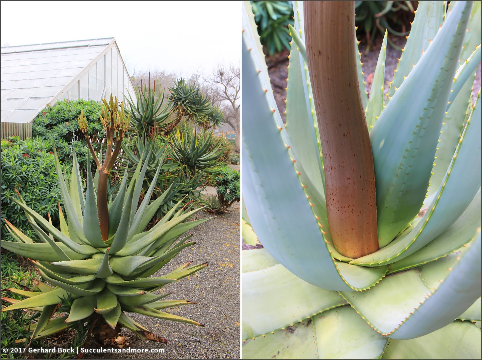 First 2017 await at the aloes at UC Davis