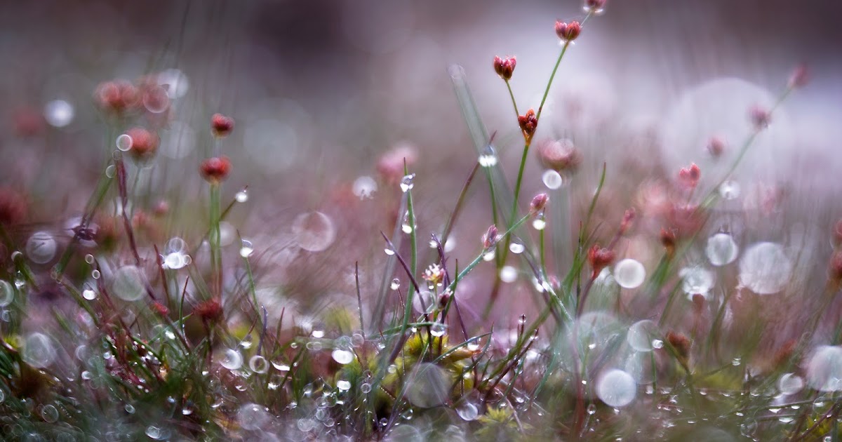 Anita Kram | photography: Bulbous rush