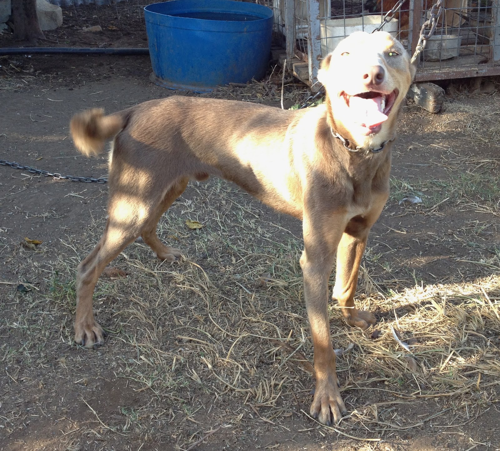 Silver Star Kelpie Stud