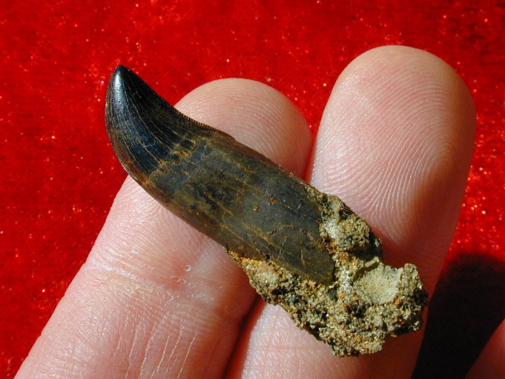 solitary dog sculptor: Fossils - Fosiles: Dinosaur Fossil Teeth ...