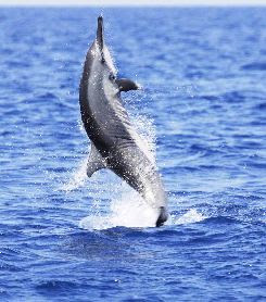 Delfines: Tipos de delfines