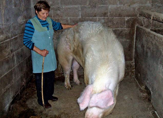 Eu que sei: noviembre 2011