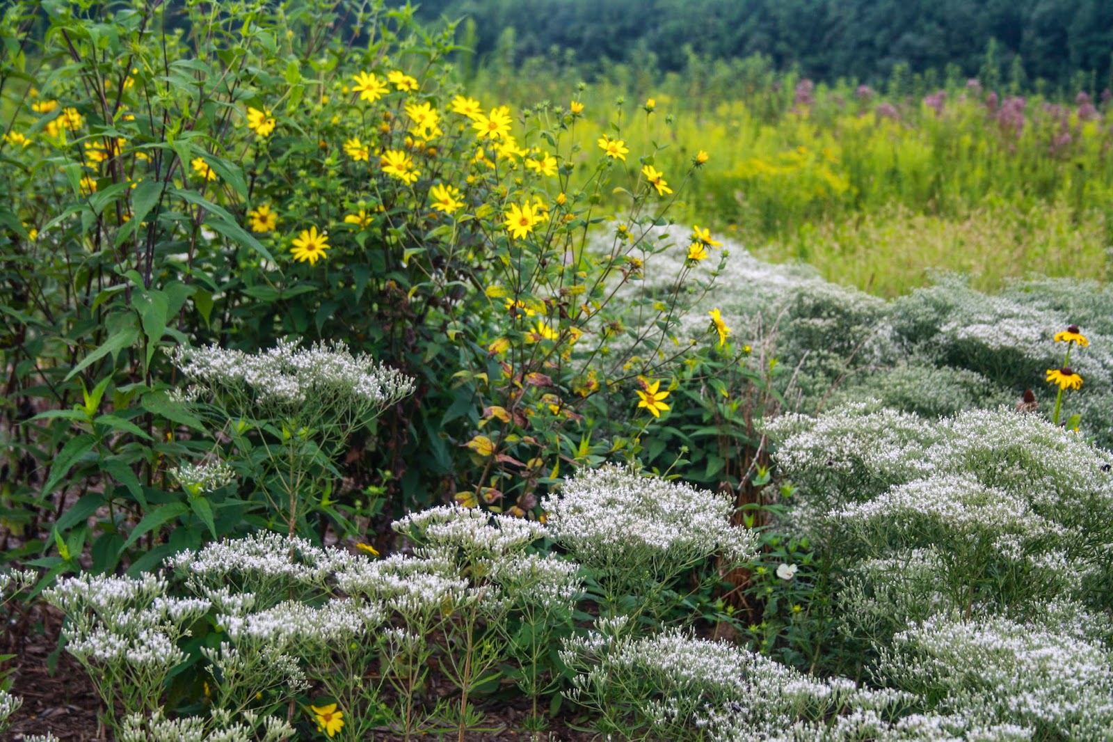 Natural Mid-Atlantic : An Eastern Prairie Meadow Returns!