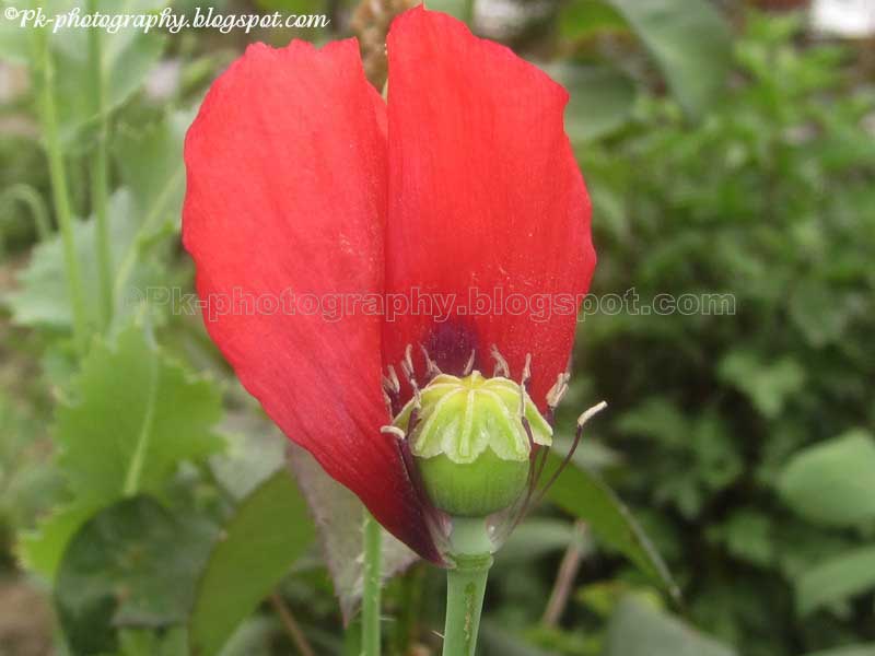 Opium Poppy Pods | Nature, Cultural, and Travel Photography Blog