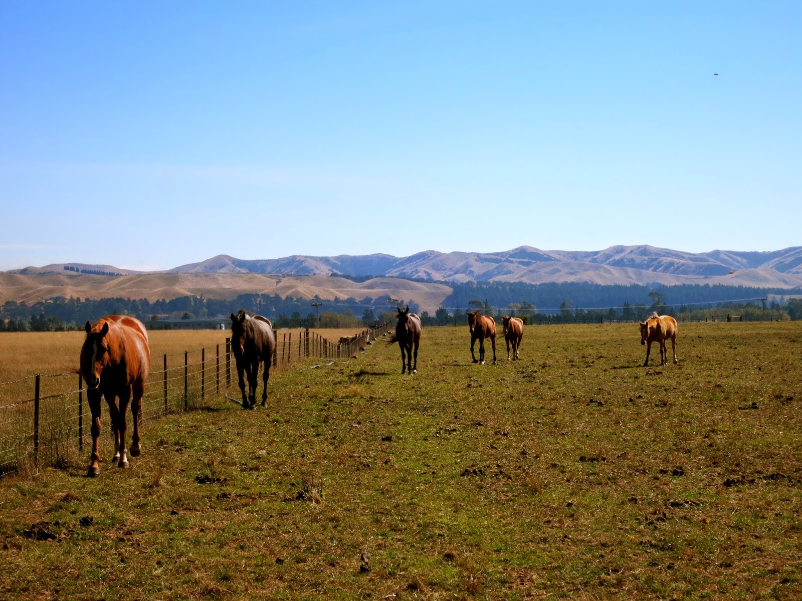 Wayfarer: Seddon, New Zealand