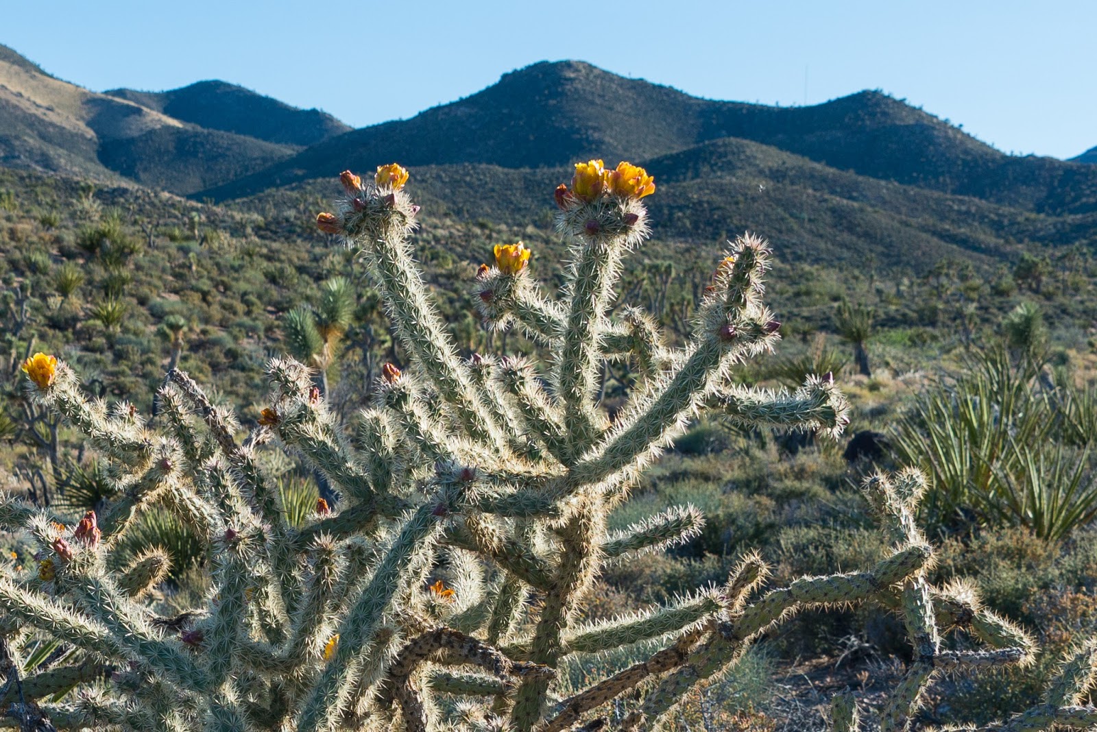 BLM Seeks Public Input on Wind Project That Would Jeopardize Joshua ...