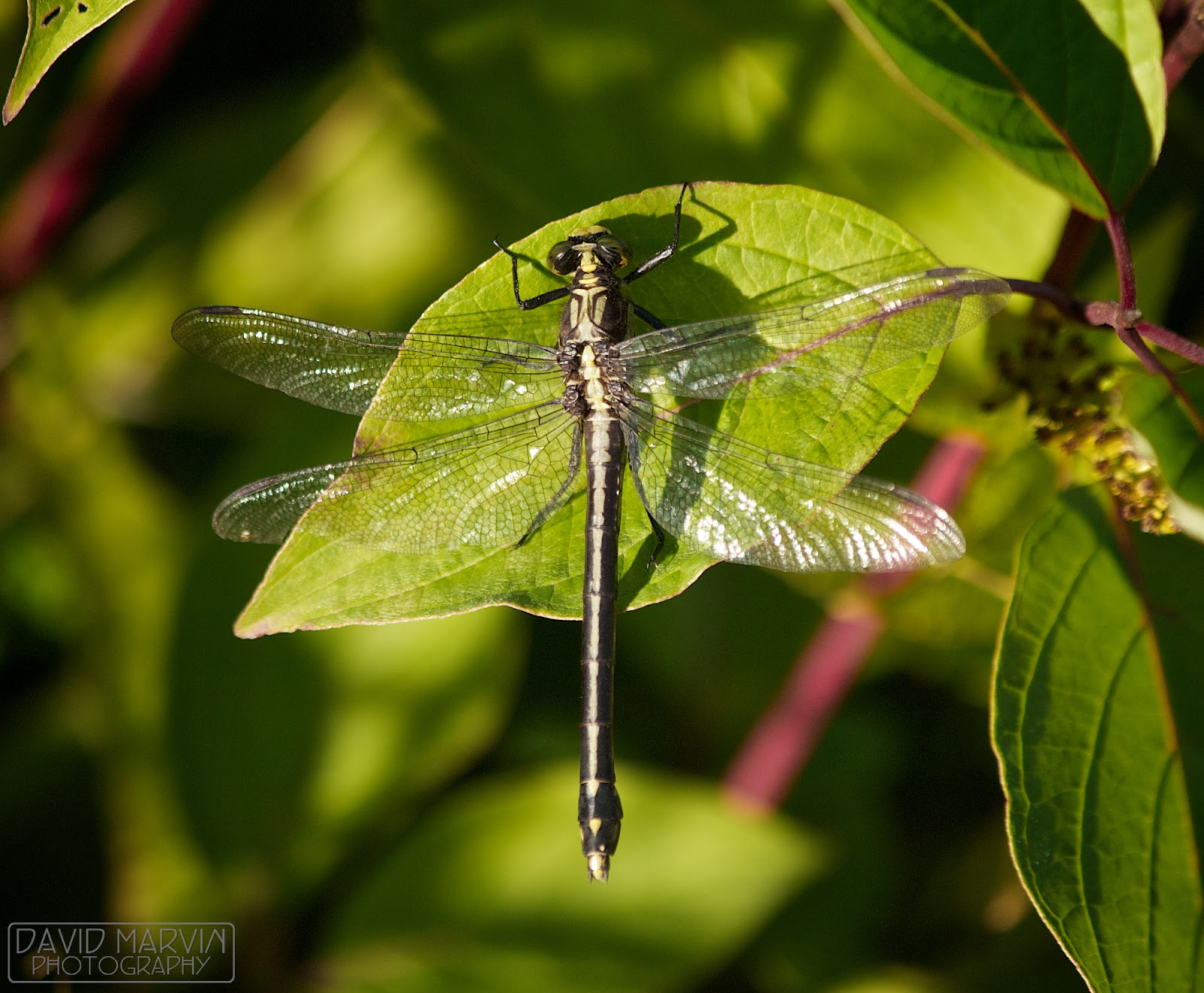 David Marvin Photography - Lansing, Michigan: One Last Dragonfly Of The ...